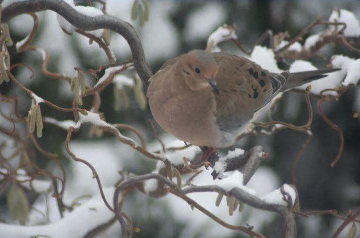 The official Michigan state bird of peace – The Mourning Dove