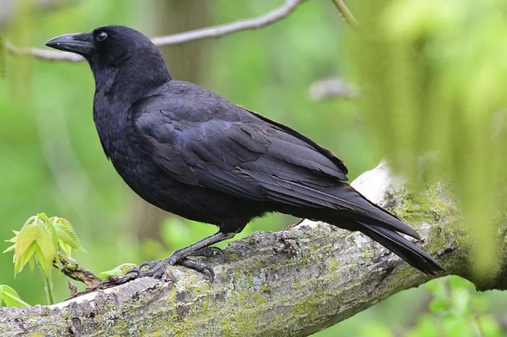 American Crow