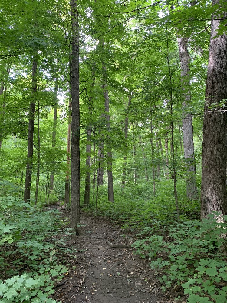 Michigan's newest old growth forest -- the Baker Woodlot -- is on MSU ...
