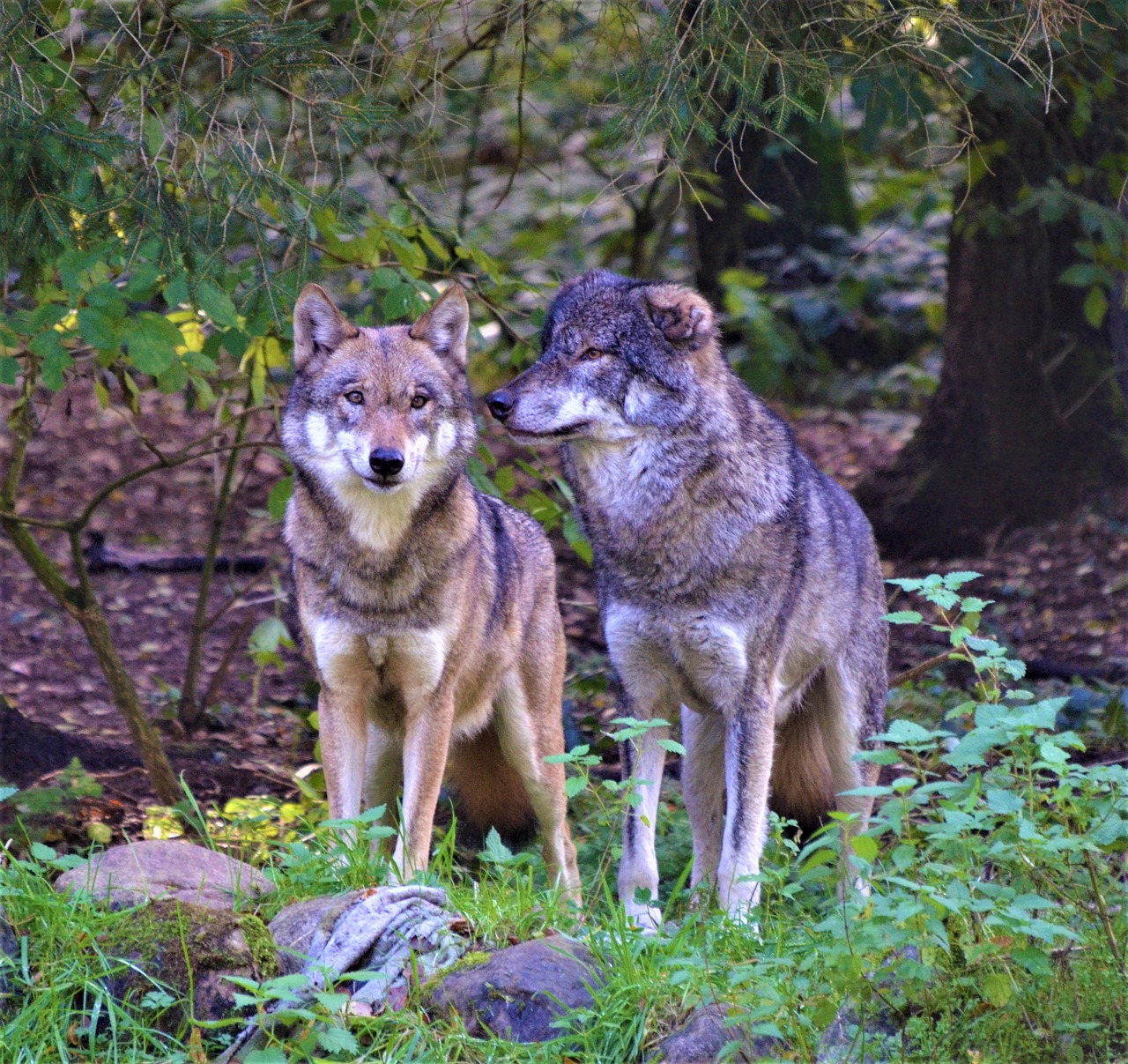 The Two Wolves – Blue Water Healthy Living