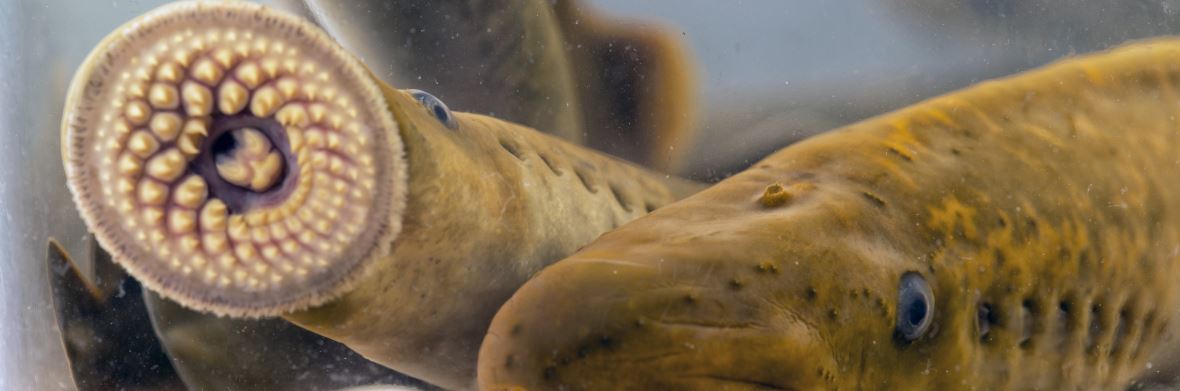 Sea lamprey on the rise in the Great Lakes