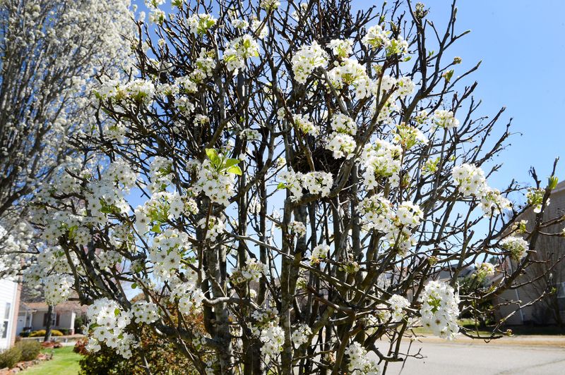 Bradford pear trees look pretty and smell like rotten fish. They're ...